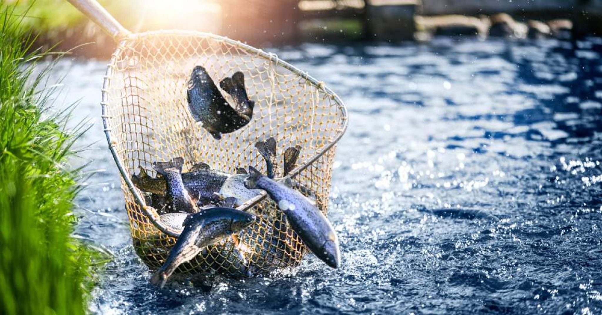 Podběráky na ryby + Jak vybrat? AKTUALIZOVÁNO