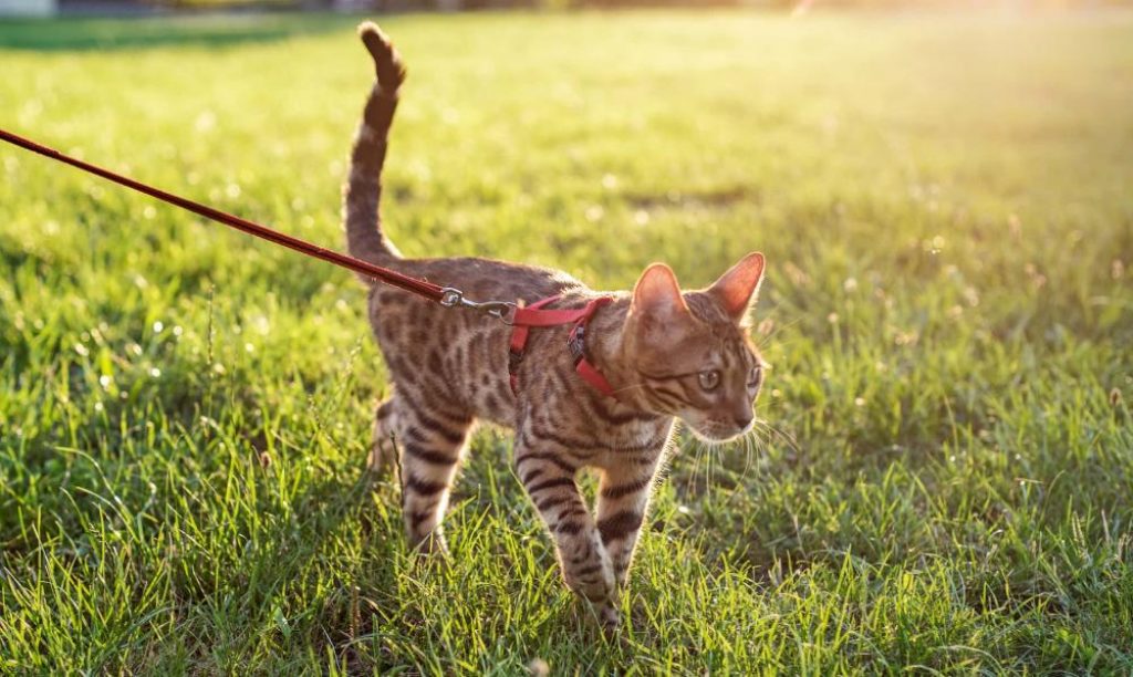 Jak vybrat postroj pro kočku? Co vědět před nákupem