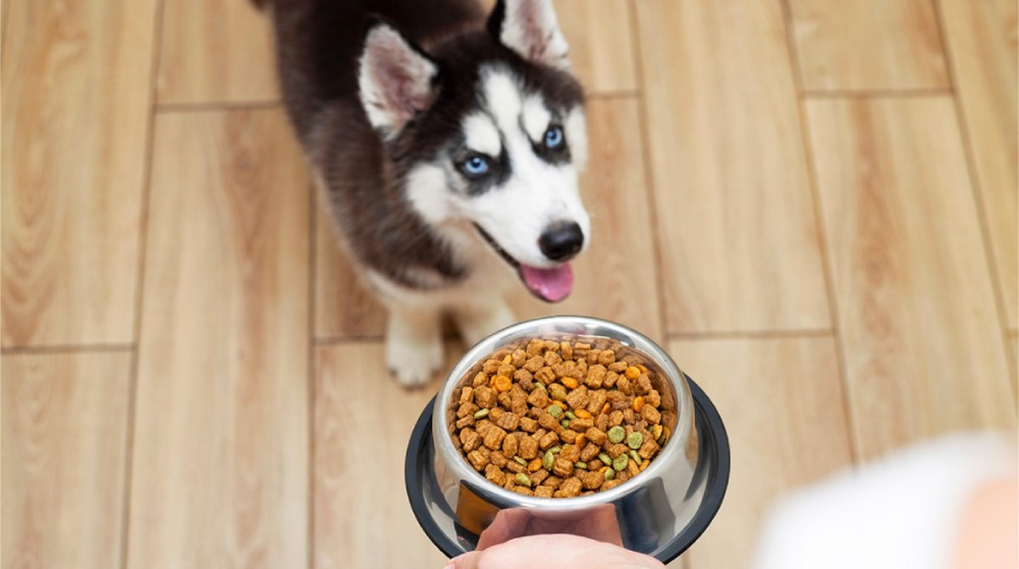 Jak vybrat granule pro štěně? Co vědět před nákupem